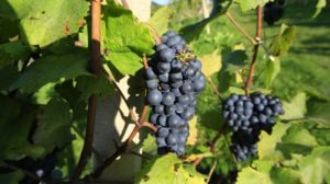 Portwein: Alle Informationen & wie man ihn richtig genießt